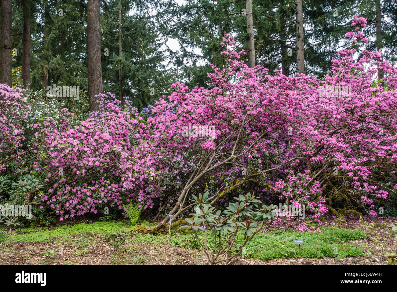 Rhododendron flowers create a wall of color in Federal Way, Washington ...