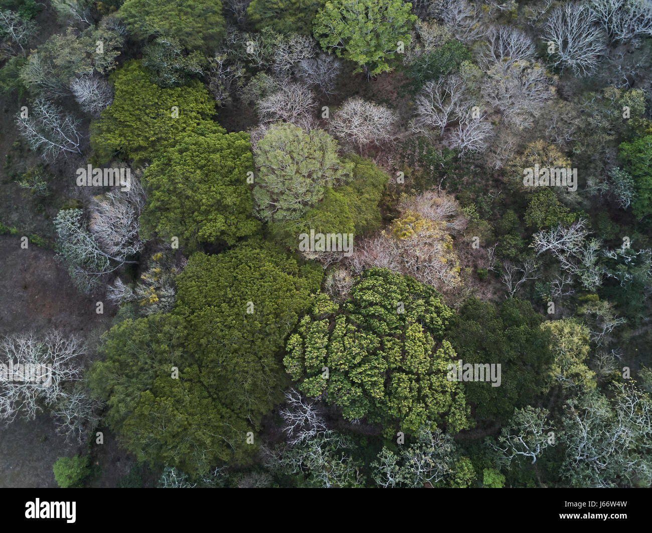 Green trees in park drone aerial view. Above view on tropical forest ...