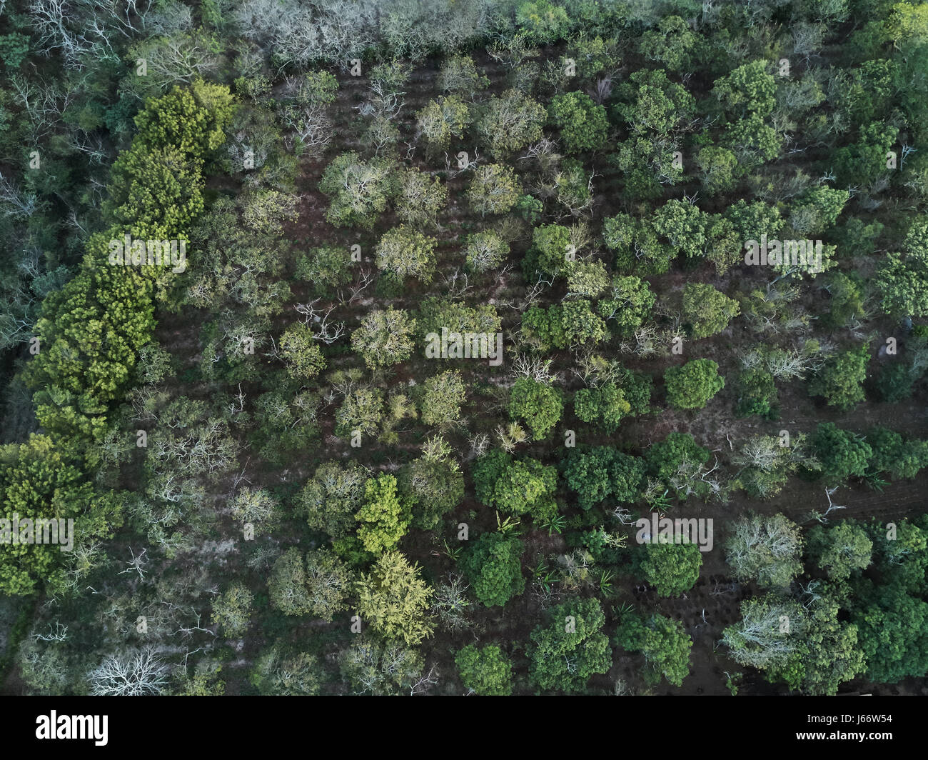 Forest trees view fron top. Abstract nature pattern background Stock ...