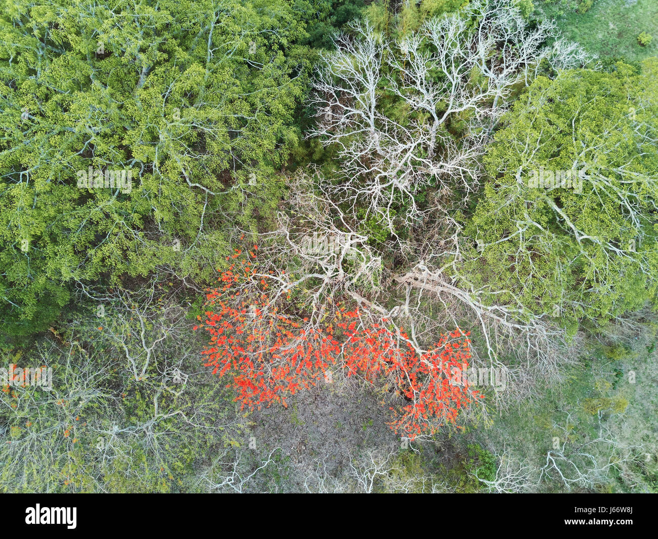 Zoomed in leaf hi-res stock photography and images - Alamy