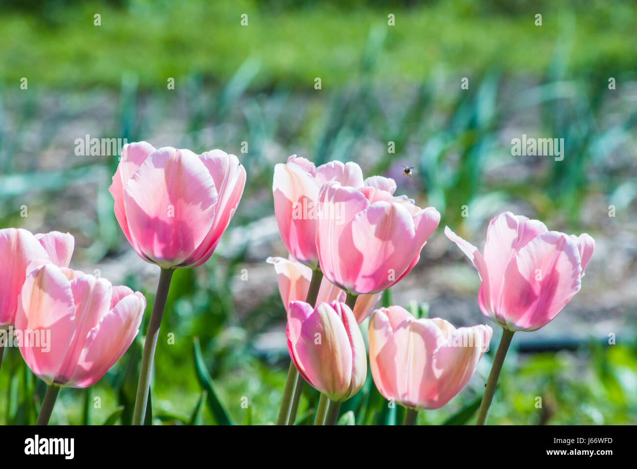 White pink tulips in the natural environment rejoice in the sun and ...