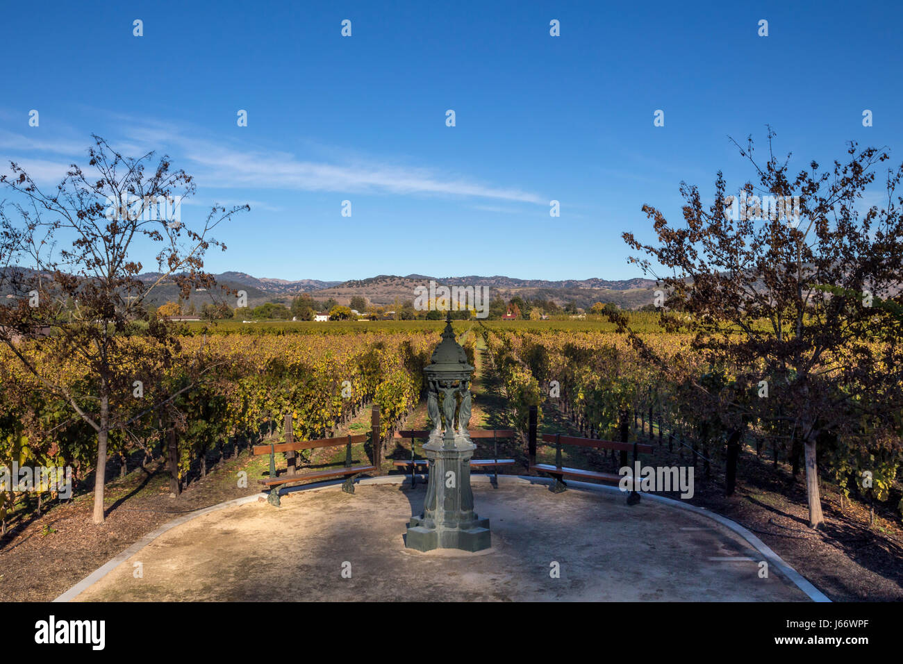 grape vineyard, grape vineyards, vineyard, vineyards, grapevine ...