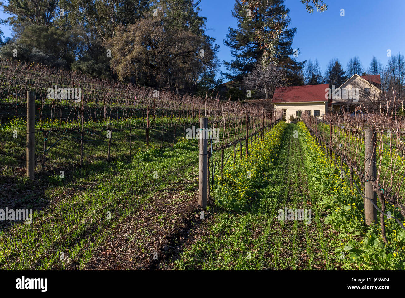 grape vineyard, grape vineyards, vineyard, vineyards, grapevine ...