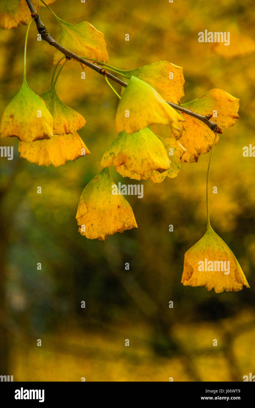 Ginkgo tree leaves hi-res stock photography and images - Alamy