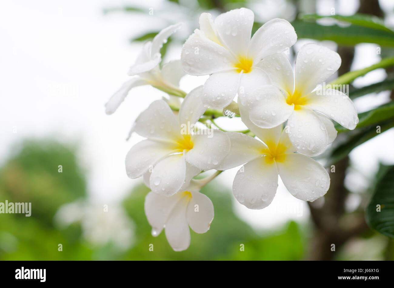 Close up white plumeria or frangipani flowers with water drop in the park Stock Photo - Alamy
