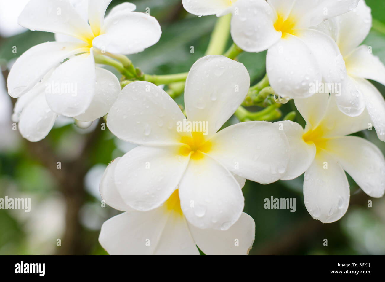 Close up white plumeria or frangipani flowers with water drop in the ...