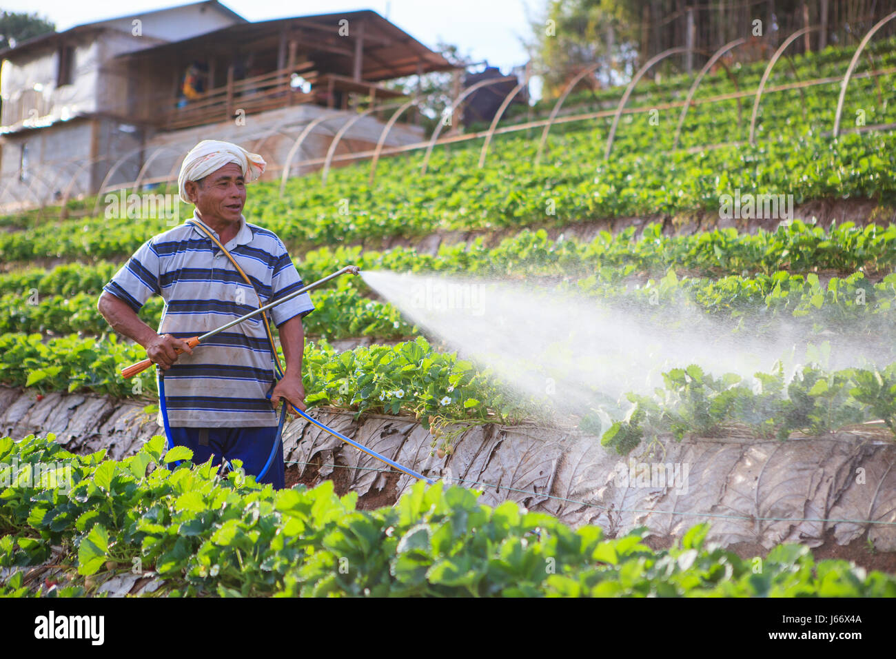 Strawberry farm picking men hi-res stock photography and images - Alamy