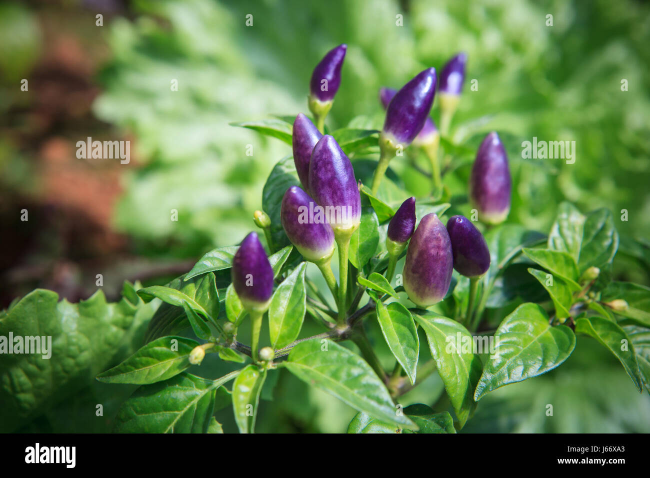 Purple chilli hi-res stock photography and images - Alamy