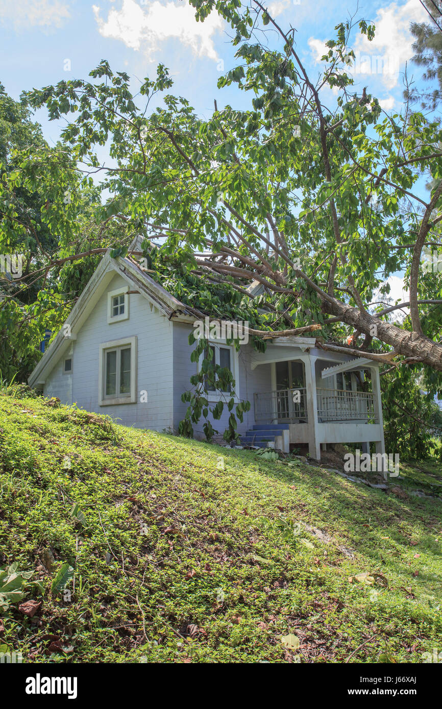 falling tree after hard storm on damage house Stock Photo - Alamy