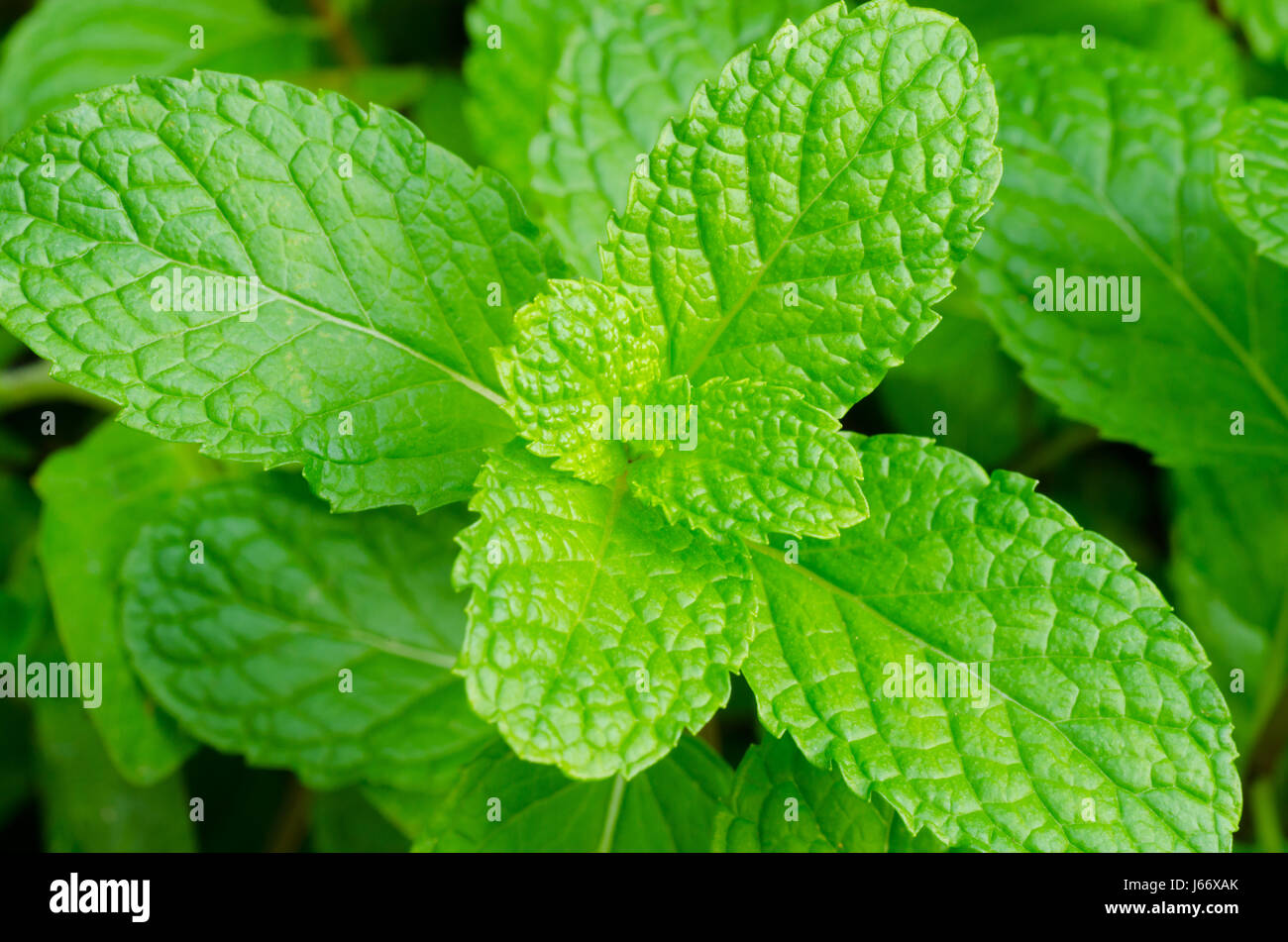 Green peppermint leaves Stock Photo - Alamy