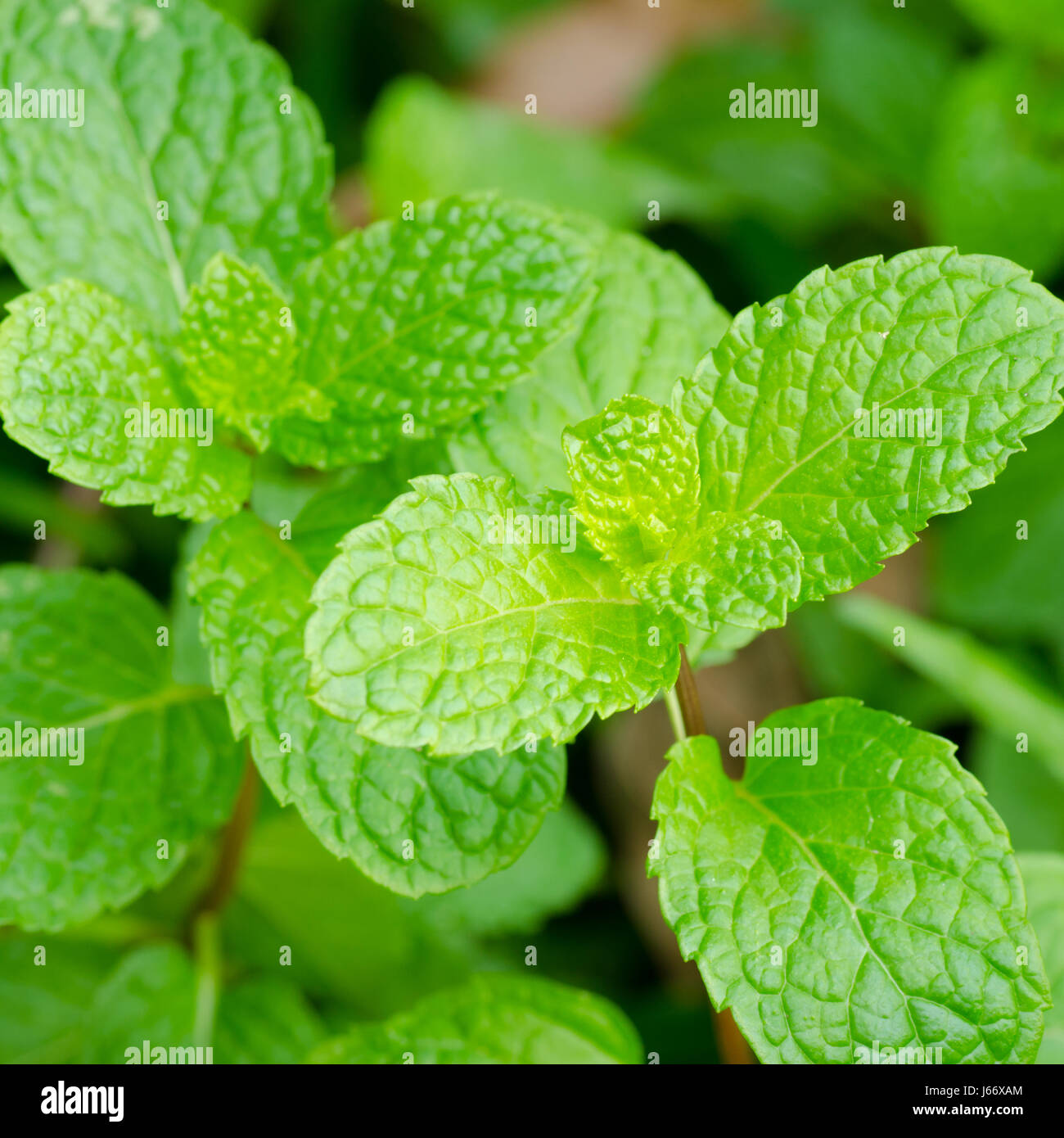 Green peppermint leaves Stock Photo - Alamy