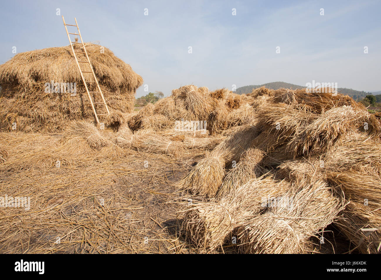 dry rice straw after farmer harvesting season stock for cattle feeding ...