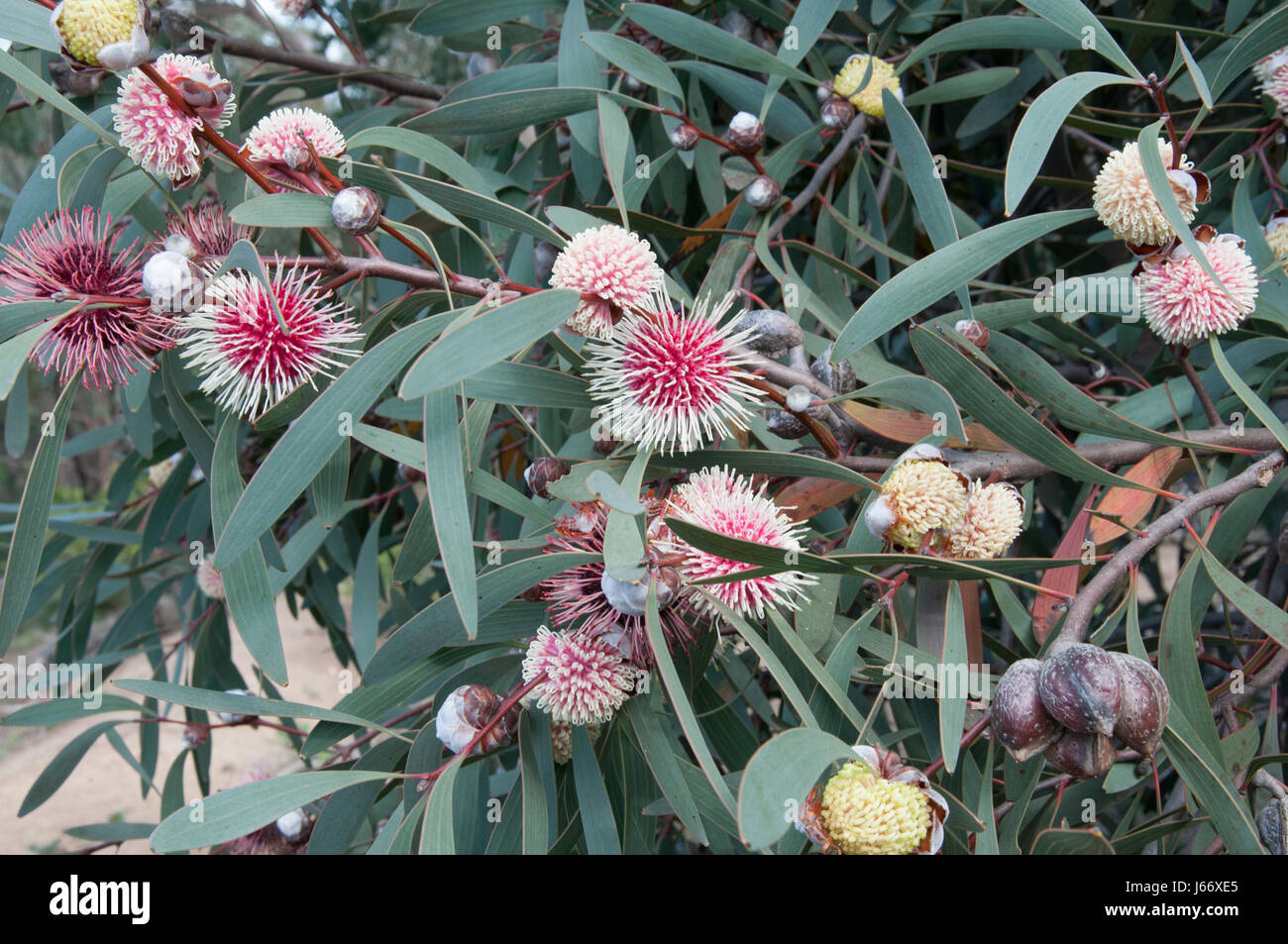 Hakea laurina hi-res stock photography and images - Alamy