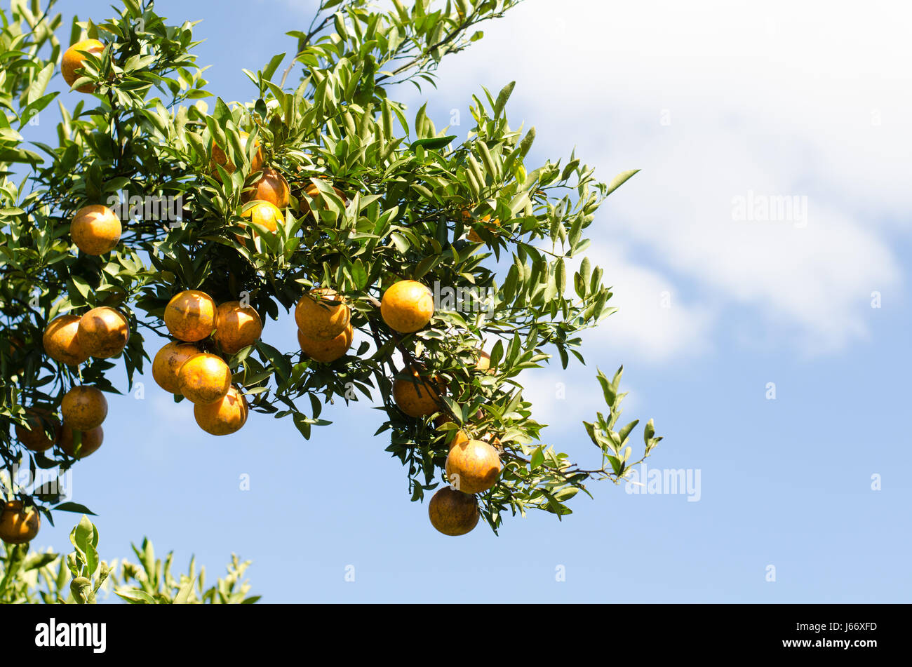 Ripe shogun orange hanging on tree. tangerine fruit Stock Photo - Alamy