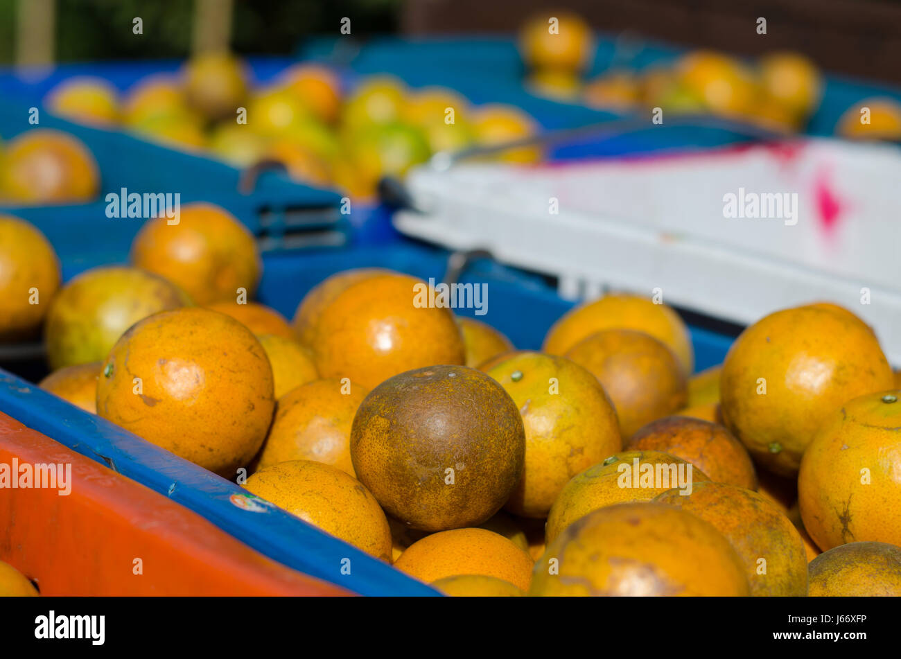 Ripe shogun orange in basket. tangerine fruit Stock Photo - Alamy