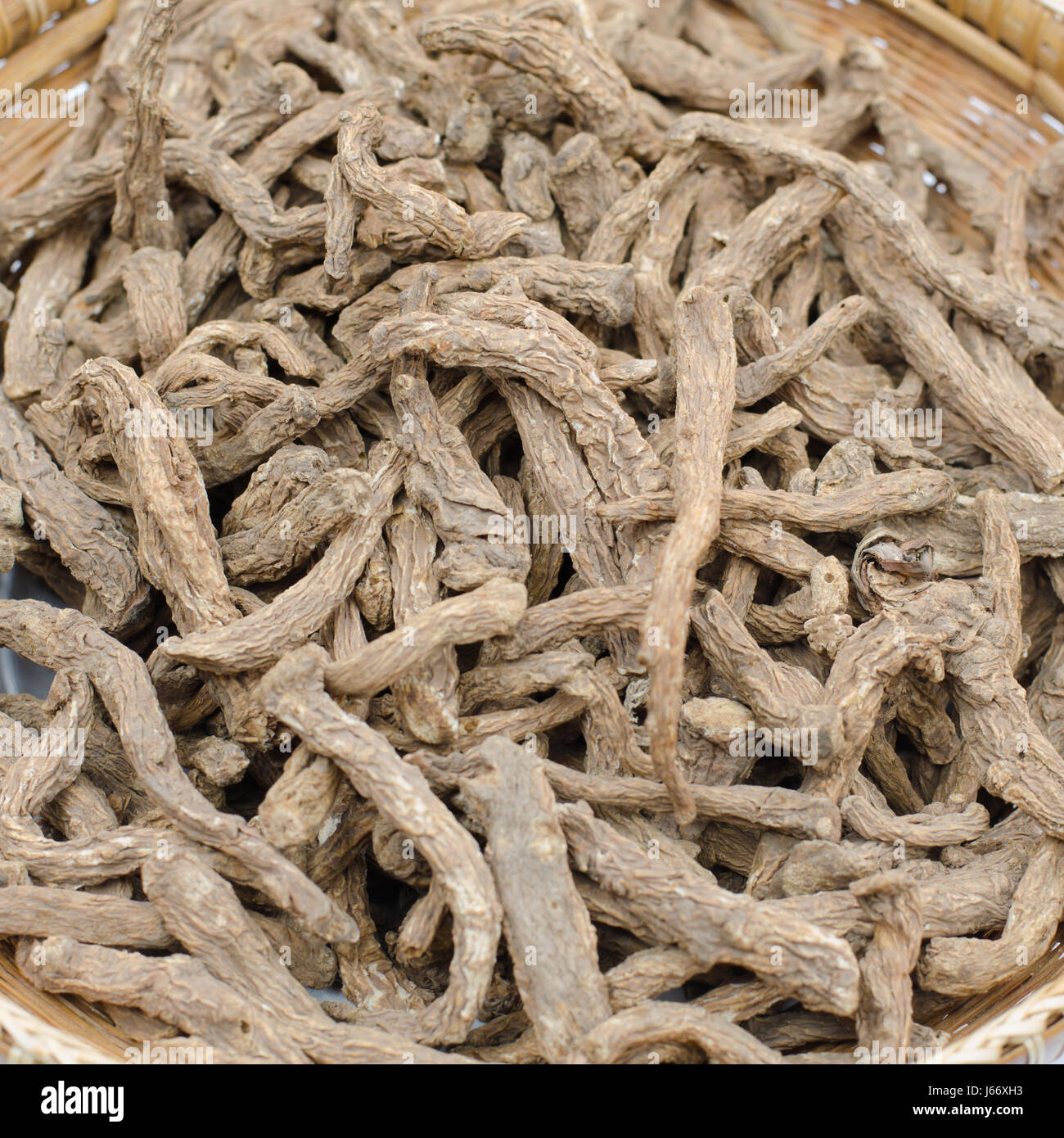 Thai herb scientific name Angelica sinensis (Oliv.) Diels,Angelica ...