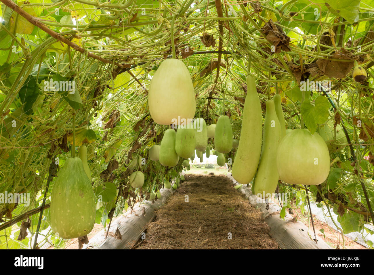 Benincasa hispida green fruit growing on the vine Stock Photo - Alamy