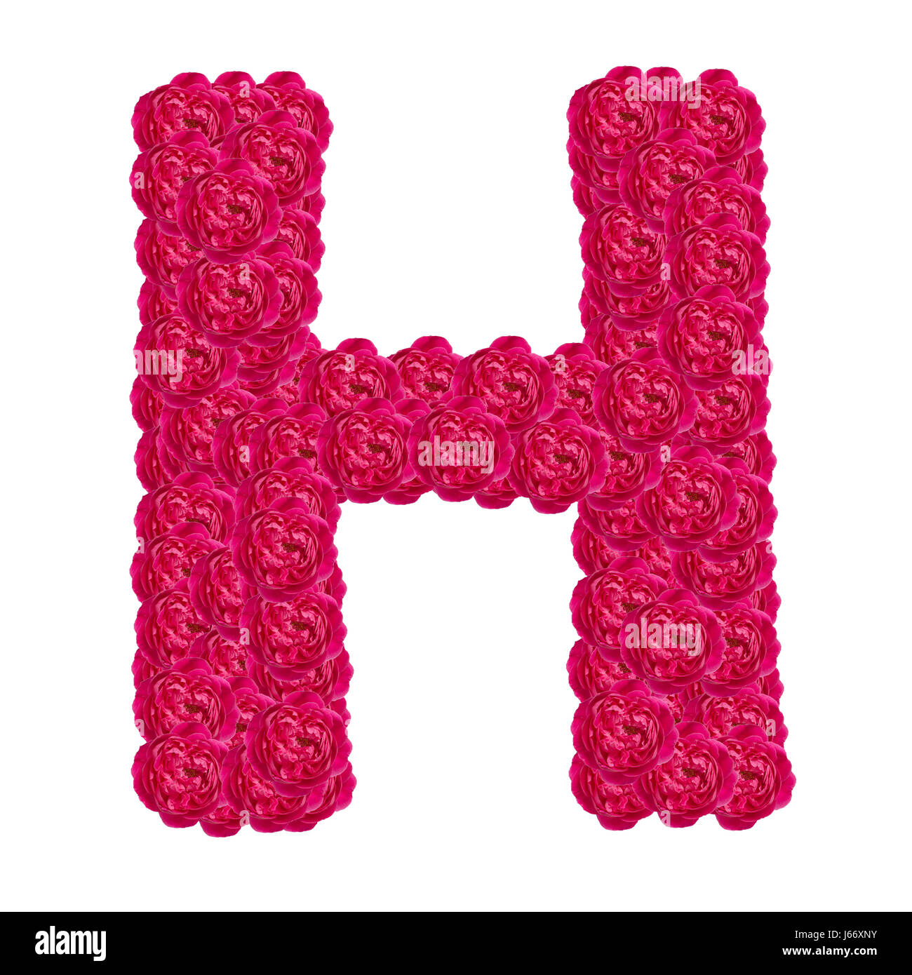H Alphabet In Rose