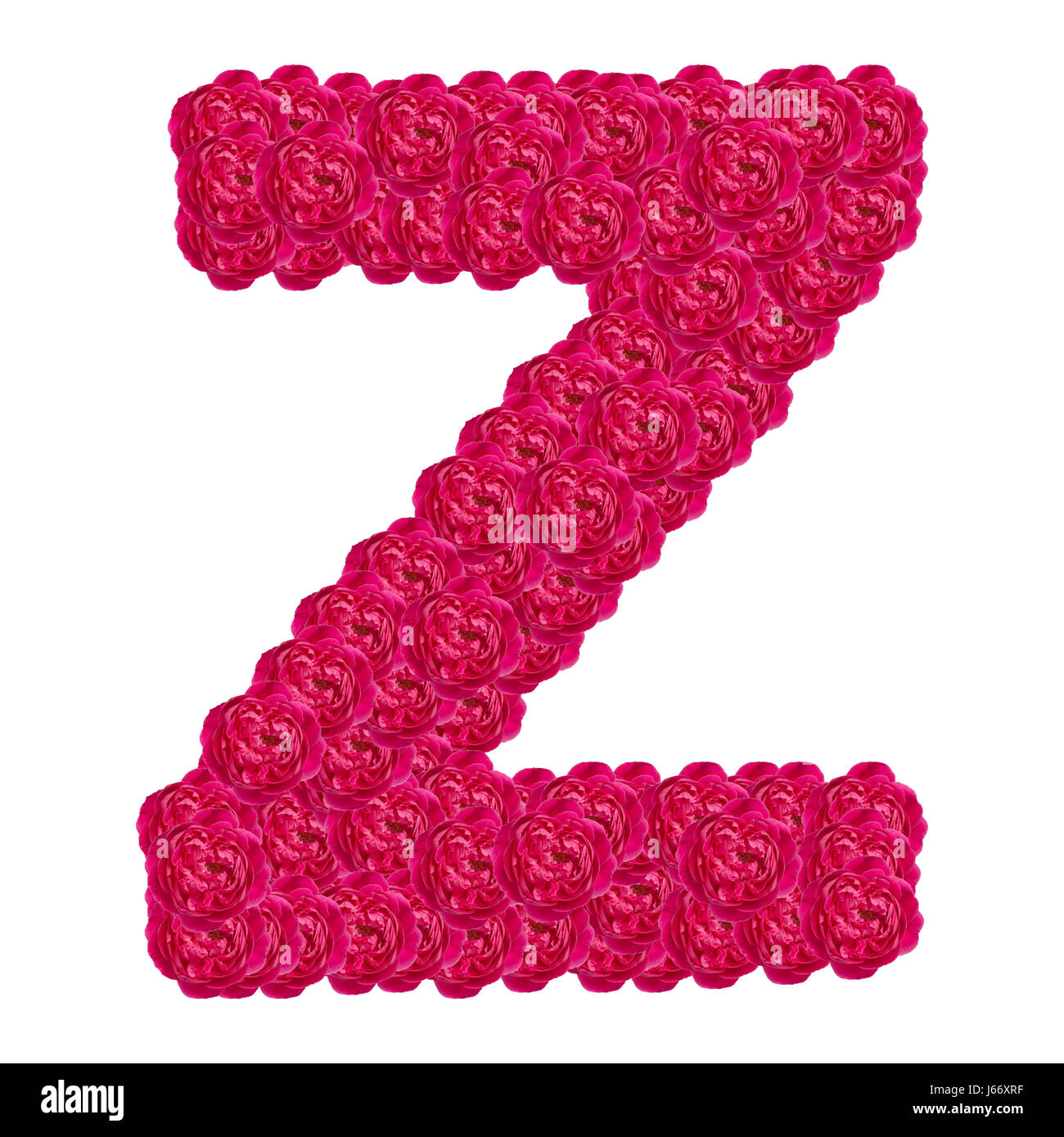 Letter Z alphabet with damask rose ABC concept type as logo isolated on ...