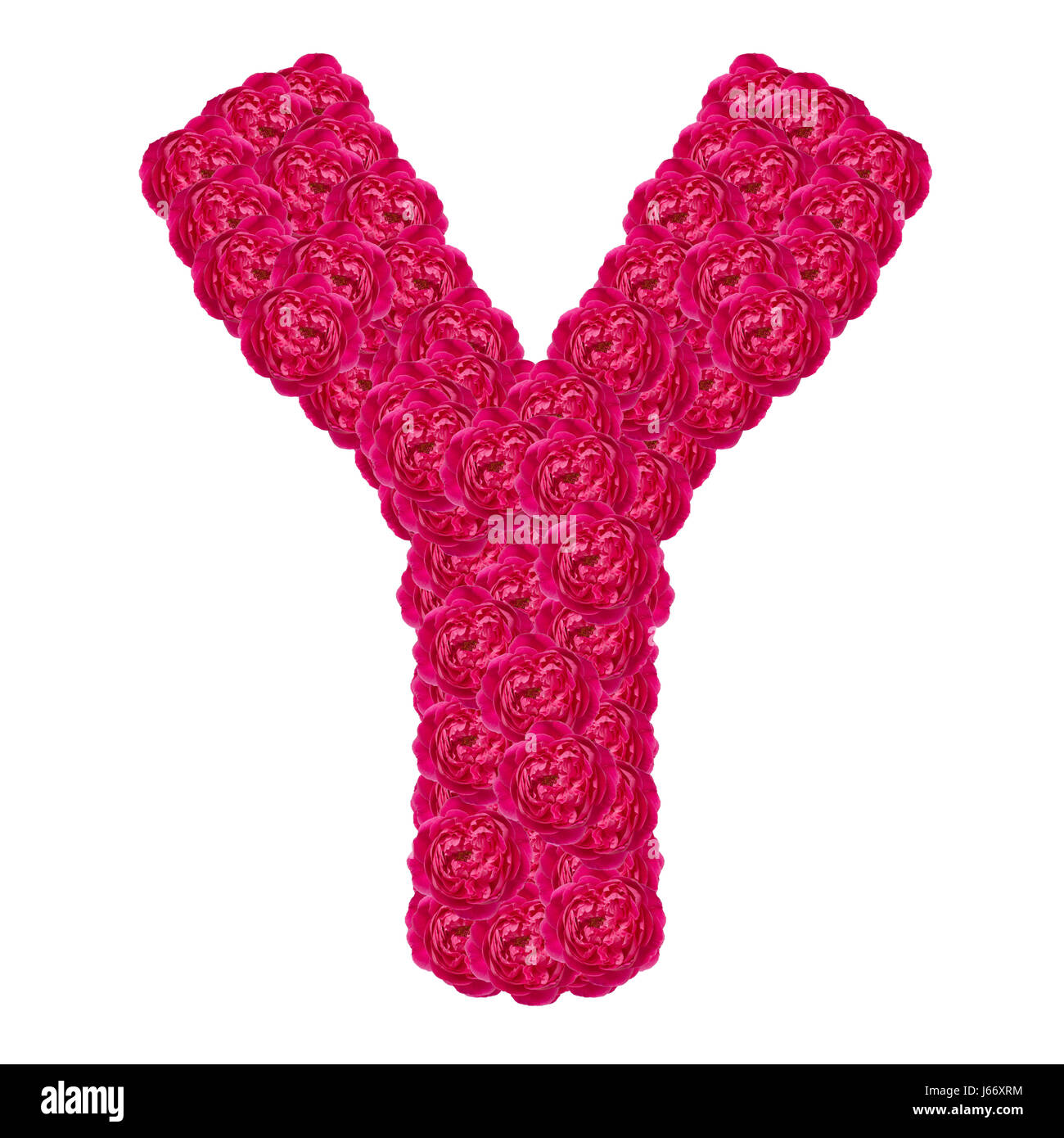 De Letter Y In Roze Y, Roses Flower Alphabet Isolated On White Stock
