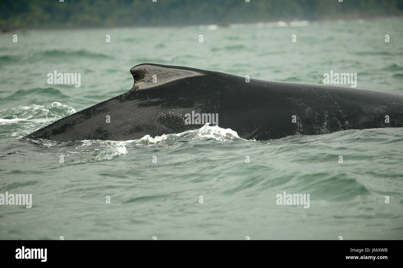 Ballena marine national park costa rica hi-res stock photography and ...