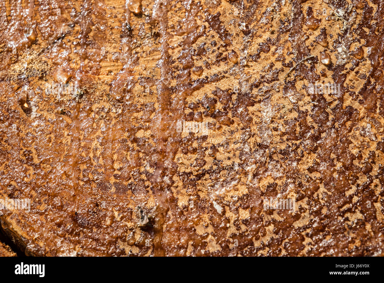 Freshly chopped down pine tree trunk with sap pouring out Stock Photo ...