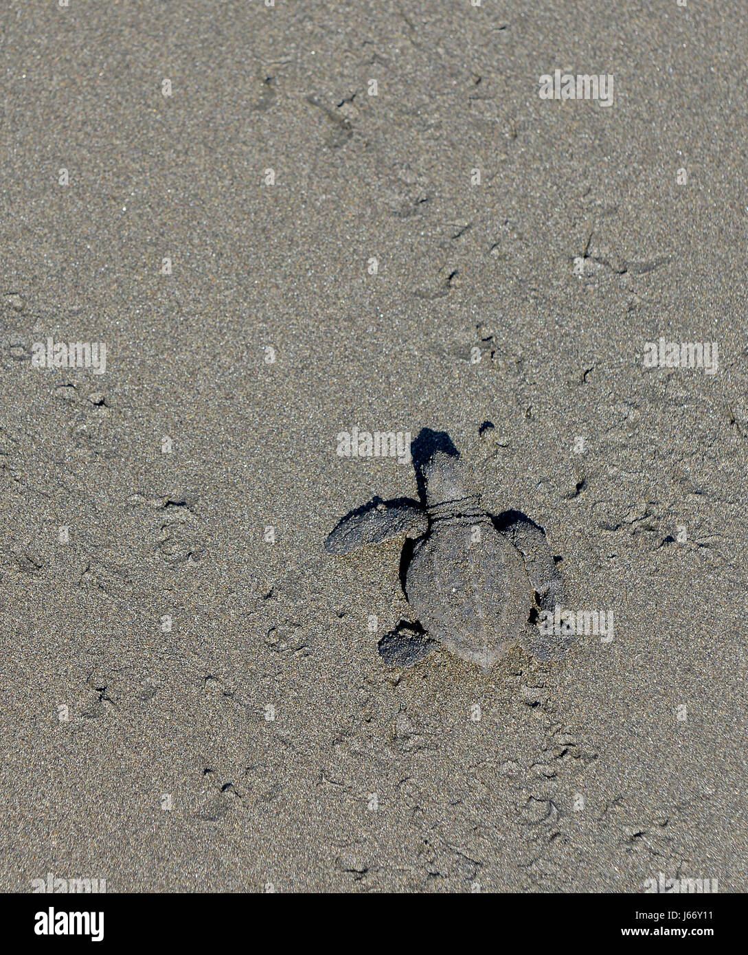 Olive Ridley sea turtle hatchlings (Lepidochelys olivacea) are released ...