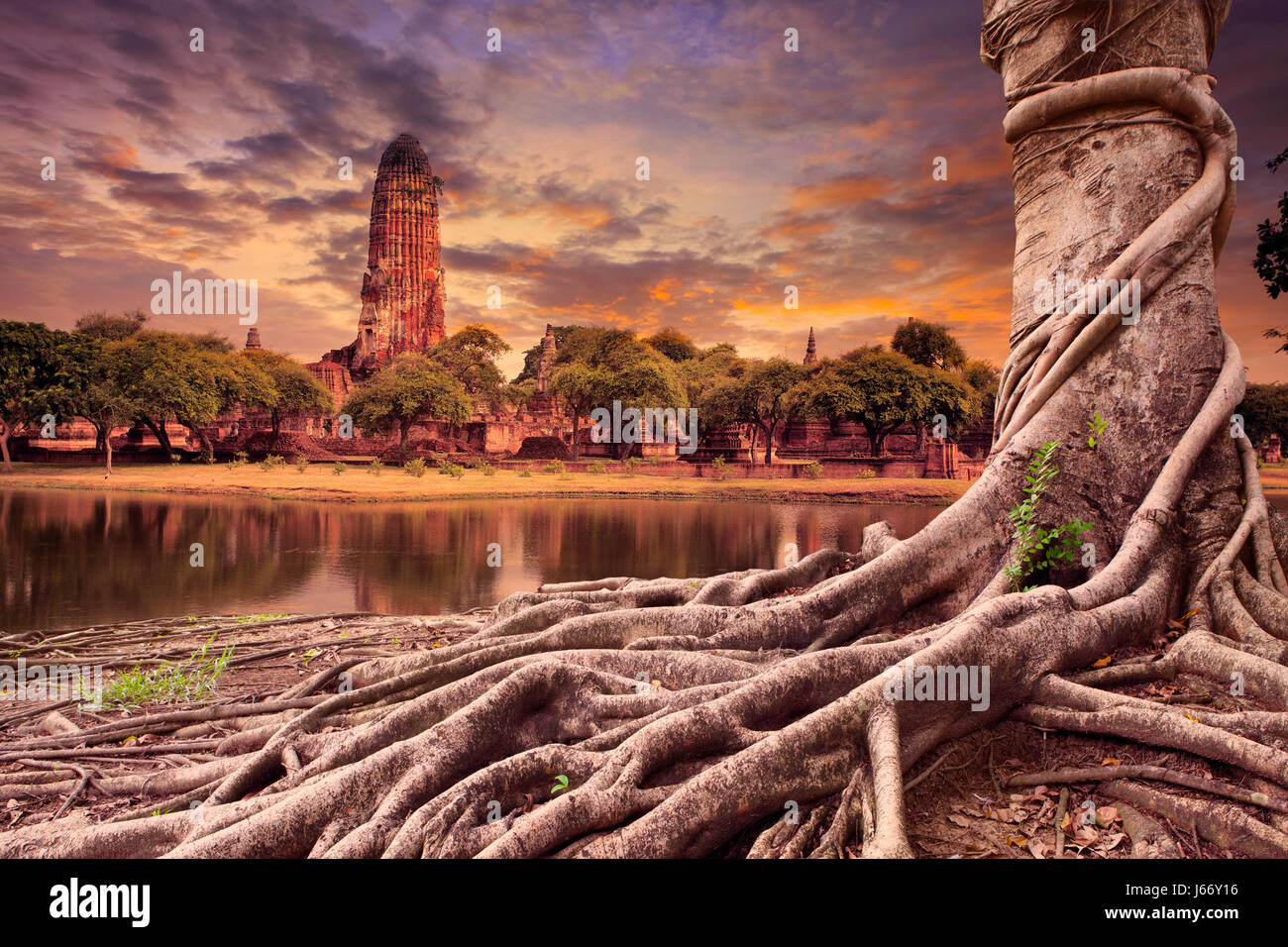 big root of banyan tree land scape of ancient and old pagoda in history ...