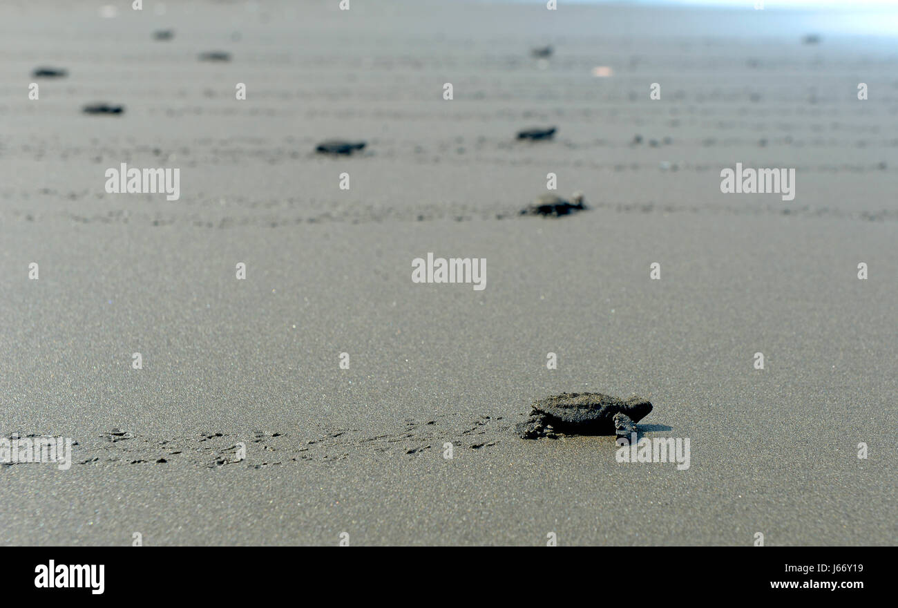 Hatching hatchlings hi-res stock photography and images - Alamy