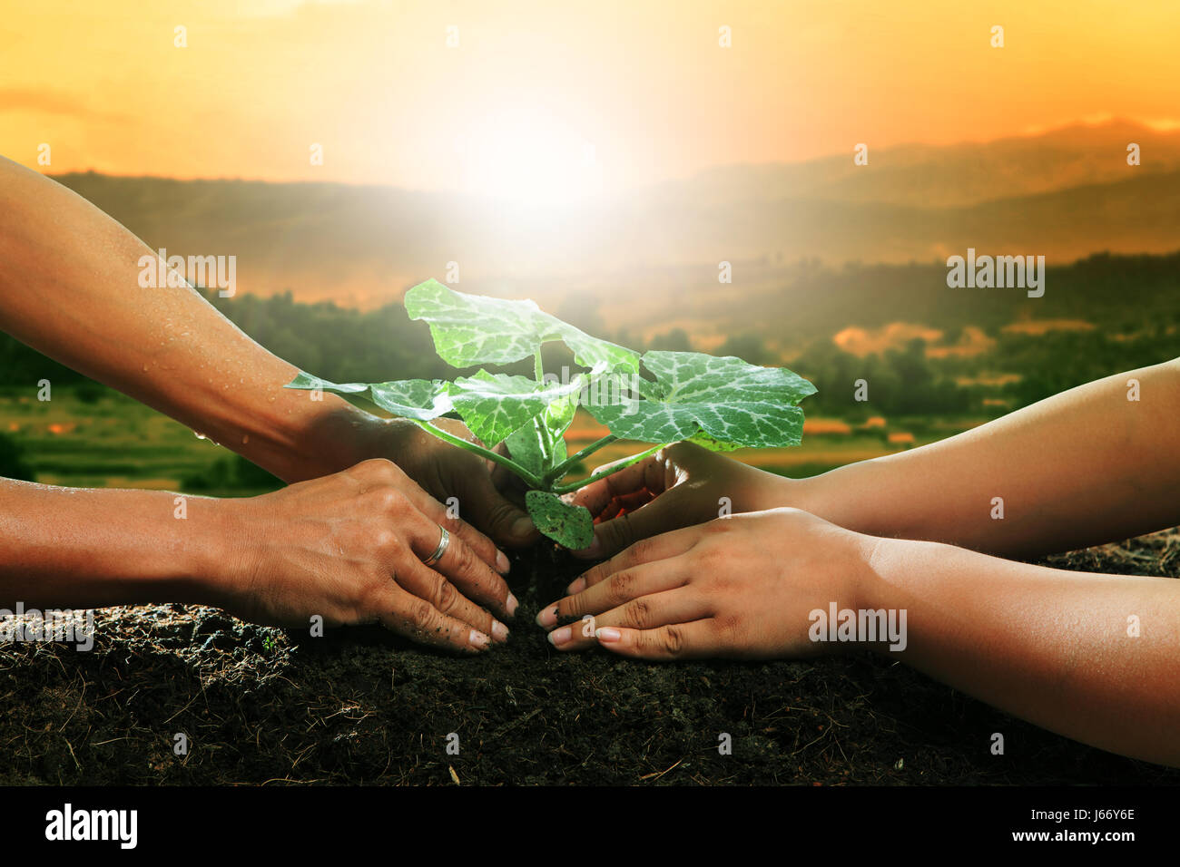human hand planting young plant together on dirt soil against beautiful ...