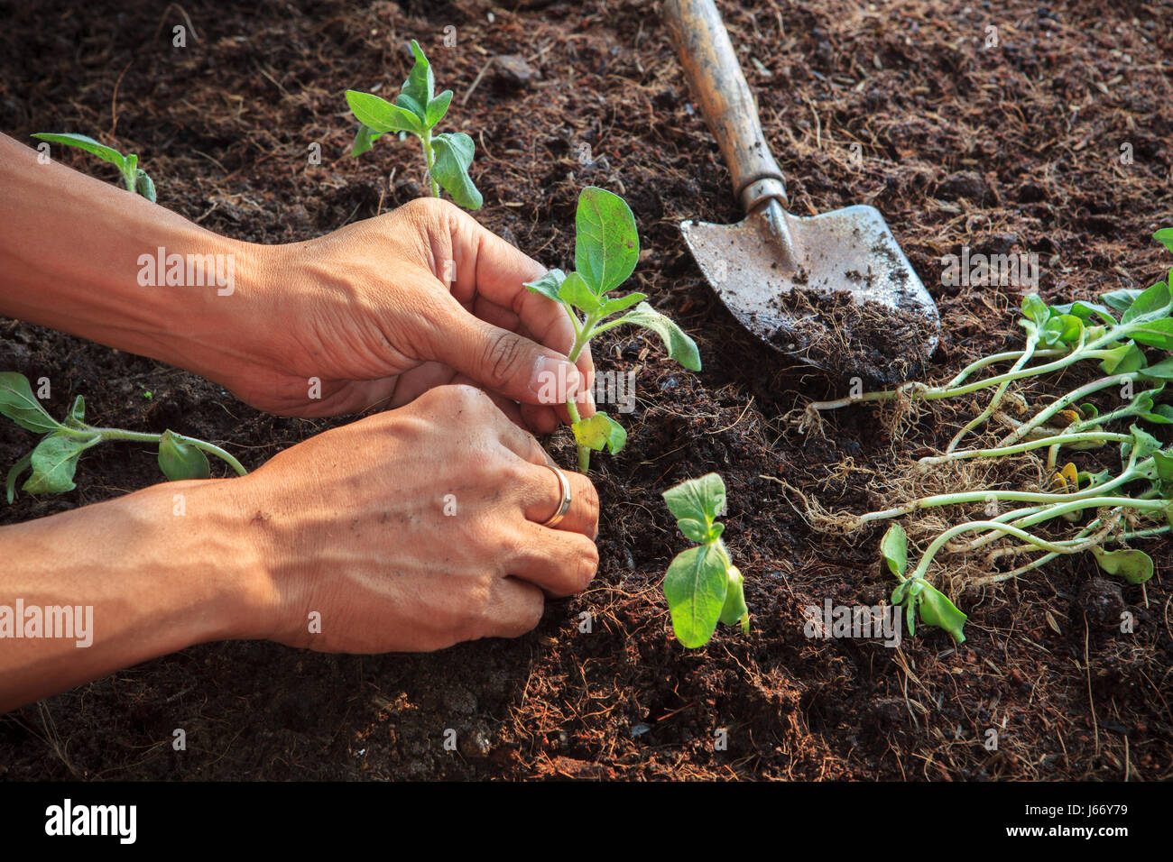 human hand planting young sunflowers plant on dirt soil use for people ...