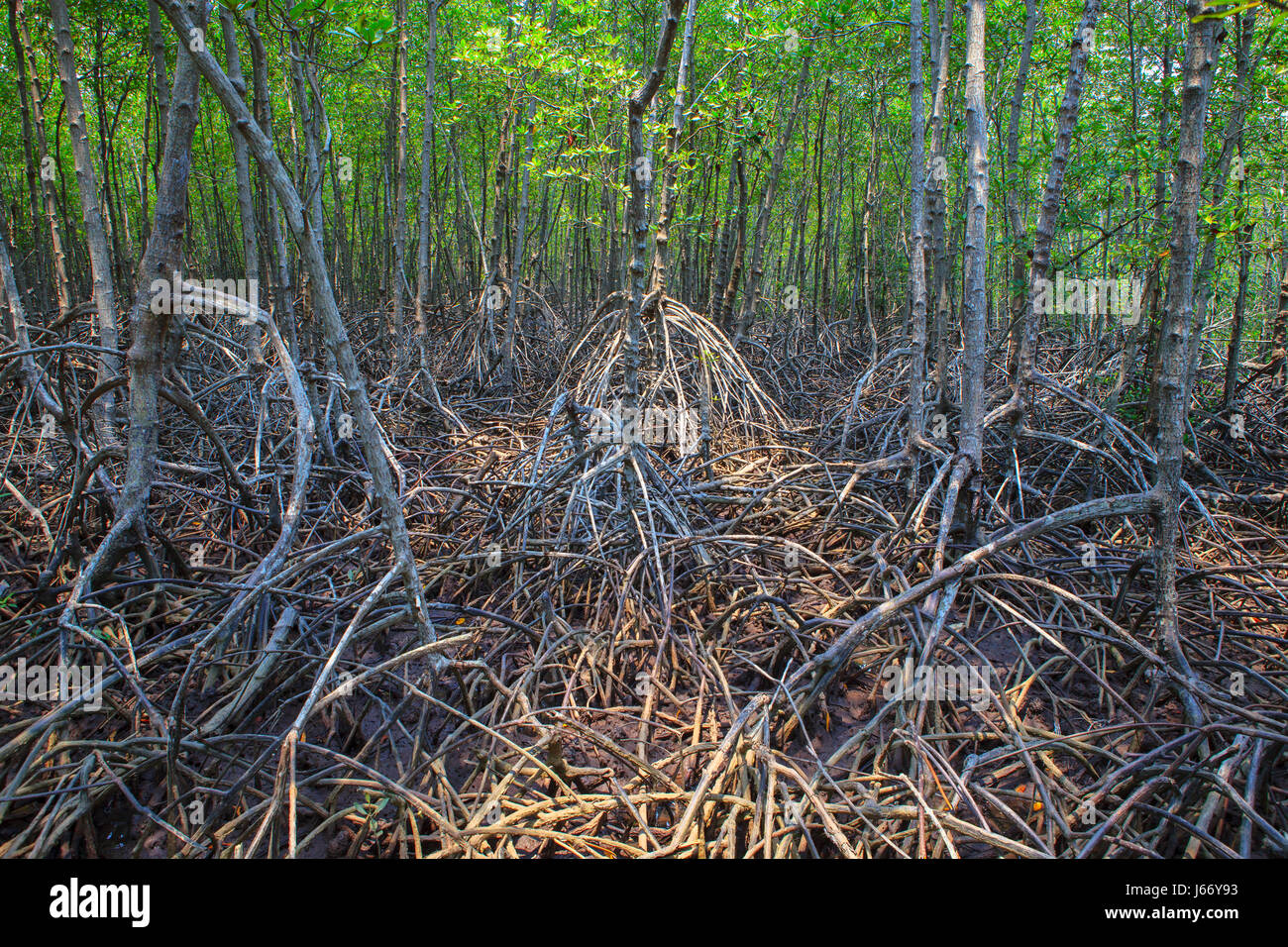beautiful natural mangrove tree root structure in nature mangrove plant ...