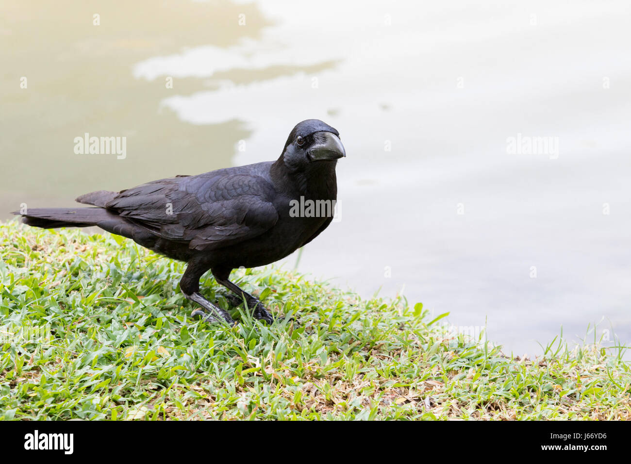 Crow landing on field hi-res stock photography and images - Alamy