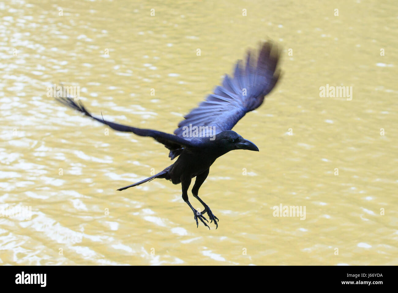 flying crow floating on air Stock Photo - Alamy
