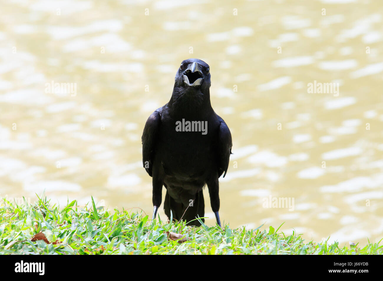 face of black crow bird open bill mouth Stock Photo - Alamy