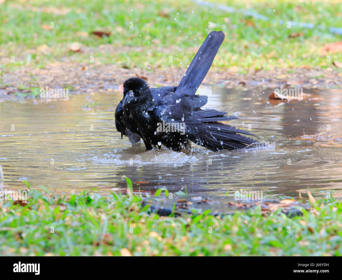 natural scene of crow bathing in field Stock Photo - Alamy