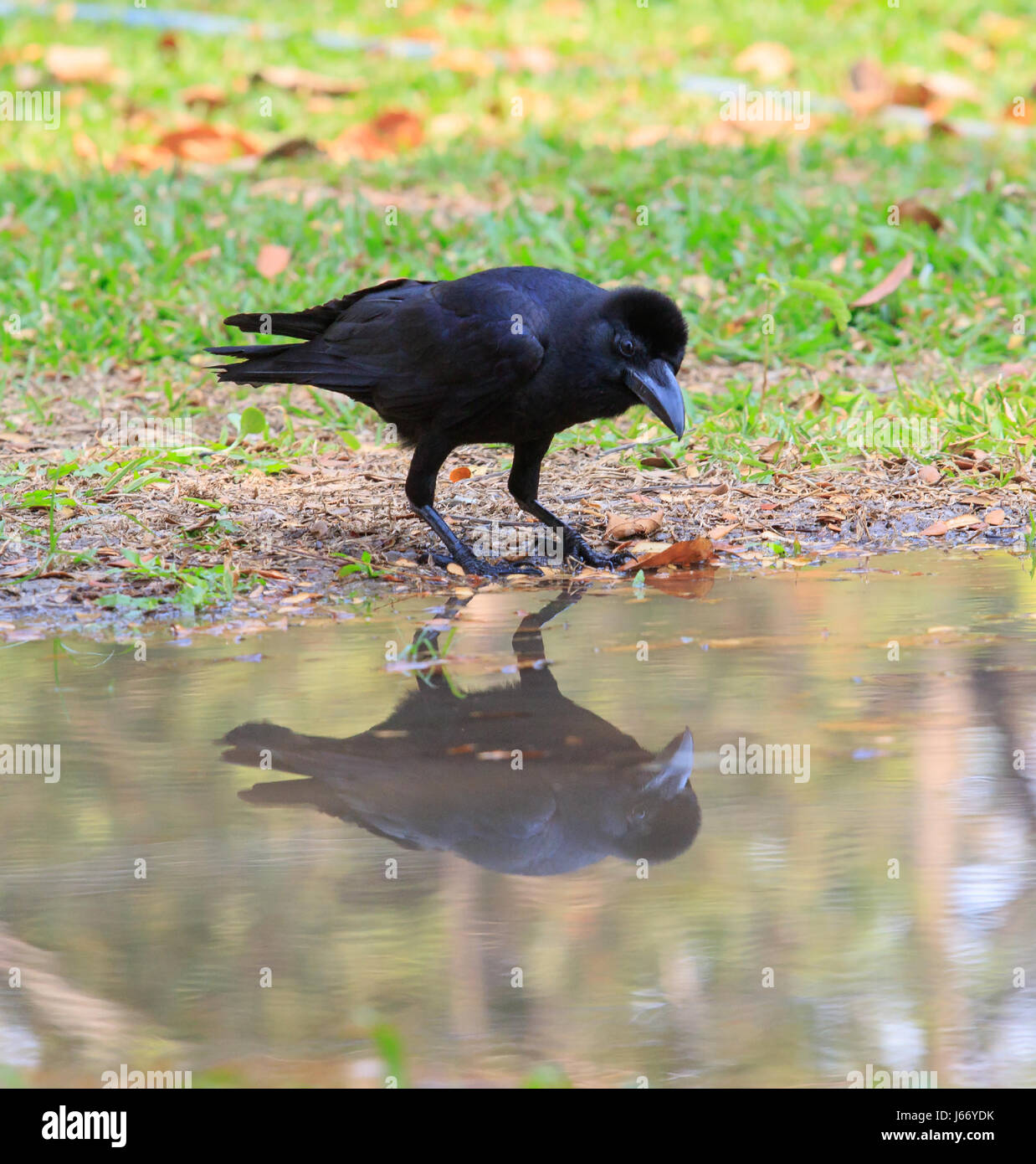 crow perching on ground and watching to reflection shadow in water ...