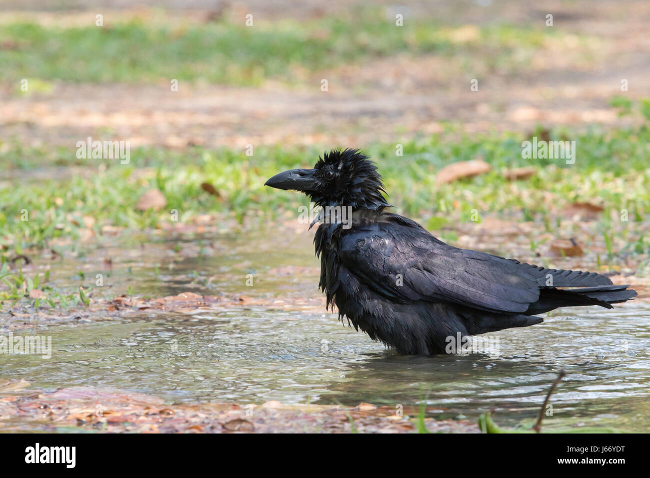 natural scene of crow bathing in field Stock Photo - Alamy