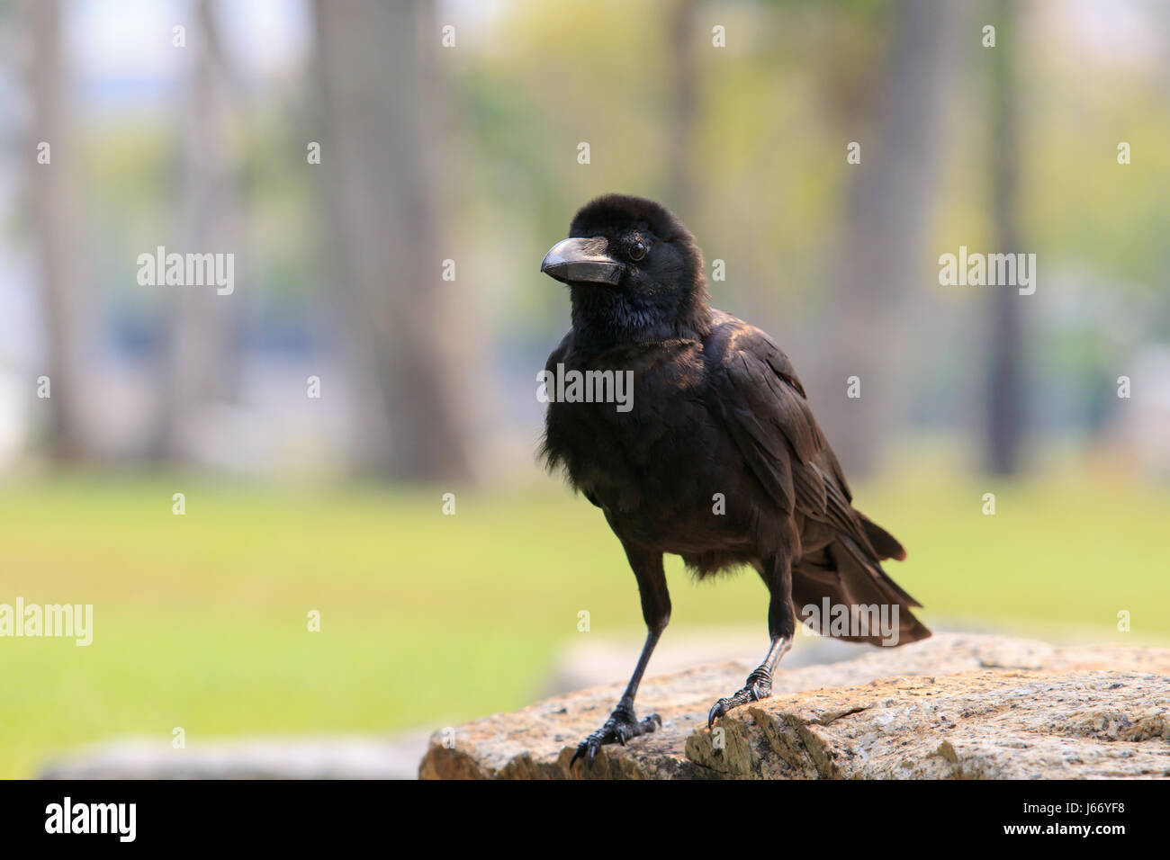 close up face of black bird crow perching on rock with blurry ...