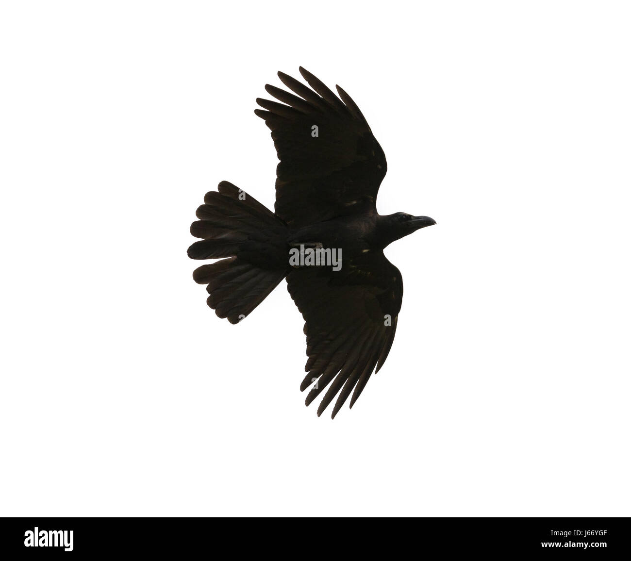 Black Bird Flying Gif