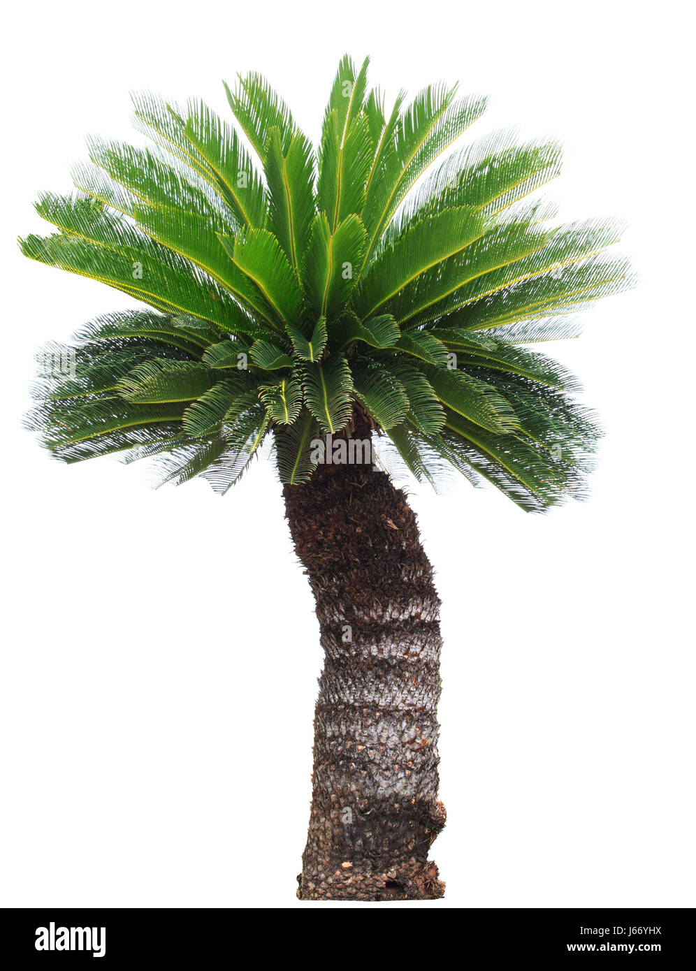 close up Cycad palm tree isolated on white background usefor garden and ...