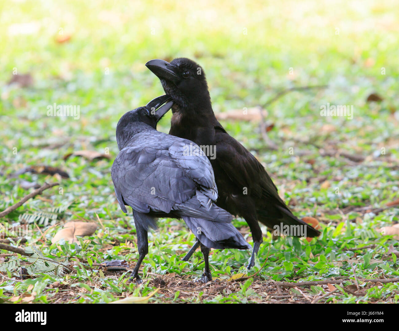 Preening crow hi-res stock photography and images - Alamy