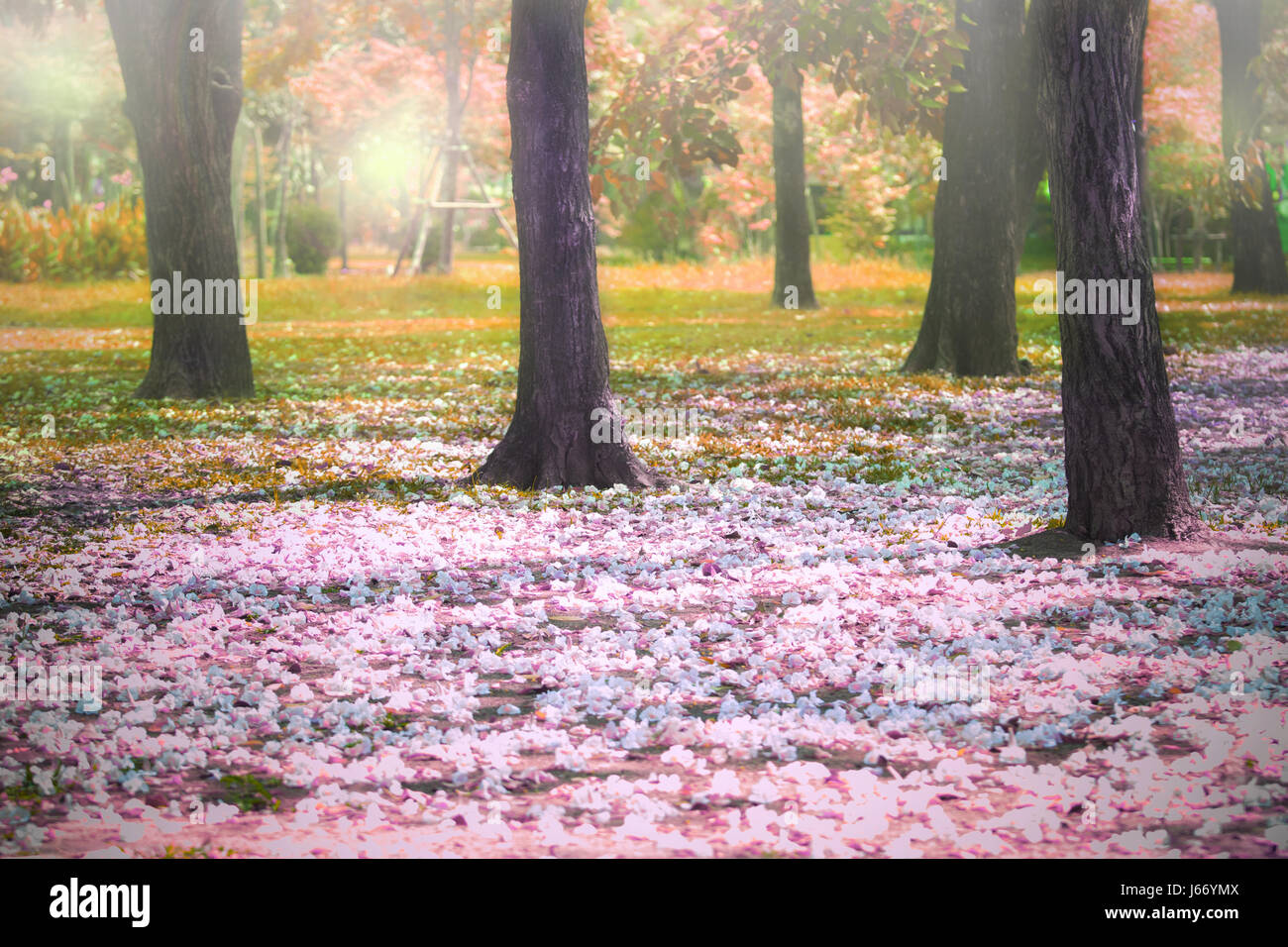 beautiful fantastic of flowers falling in colorful park use for imagine ...