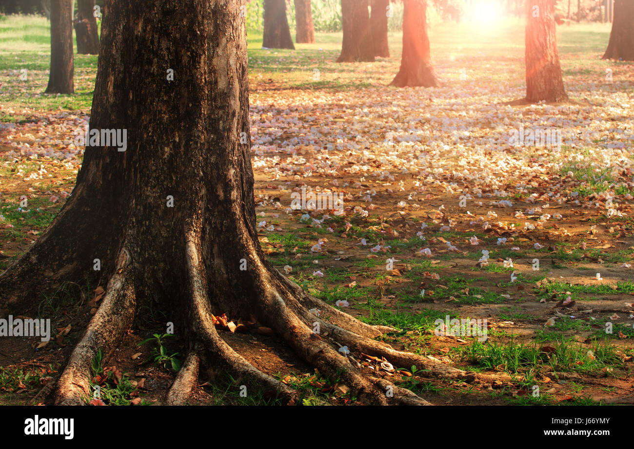 falling of Pink Trumpet shrub, Pink Trumpet Tree, Pink Tecoma flower on ...