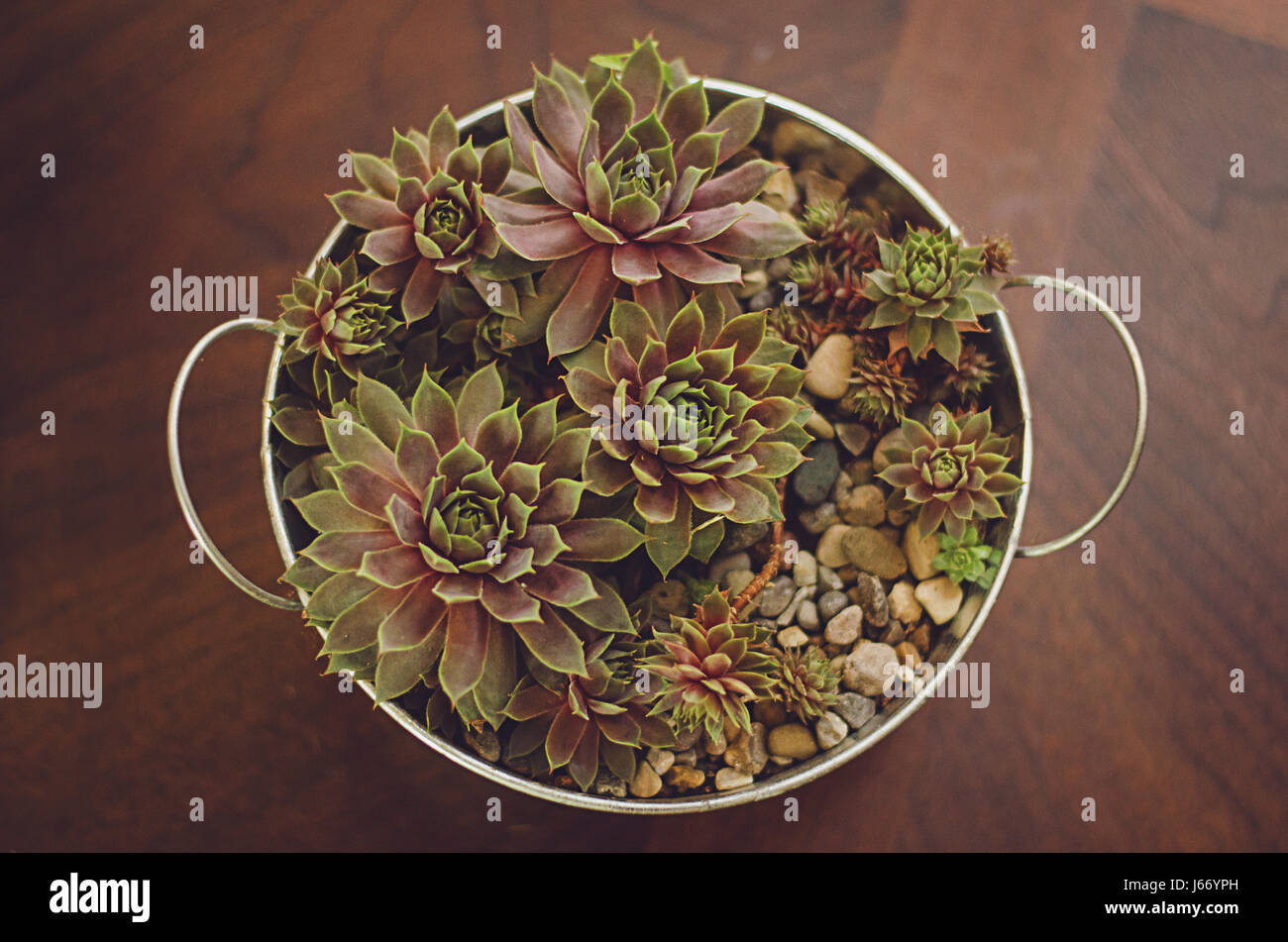 Close up miniature succulent hi-res stock photography and images - Alamy