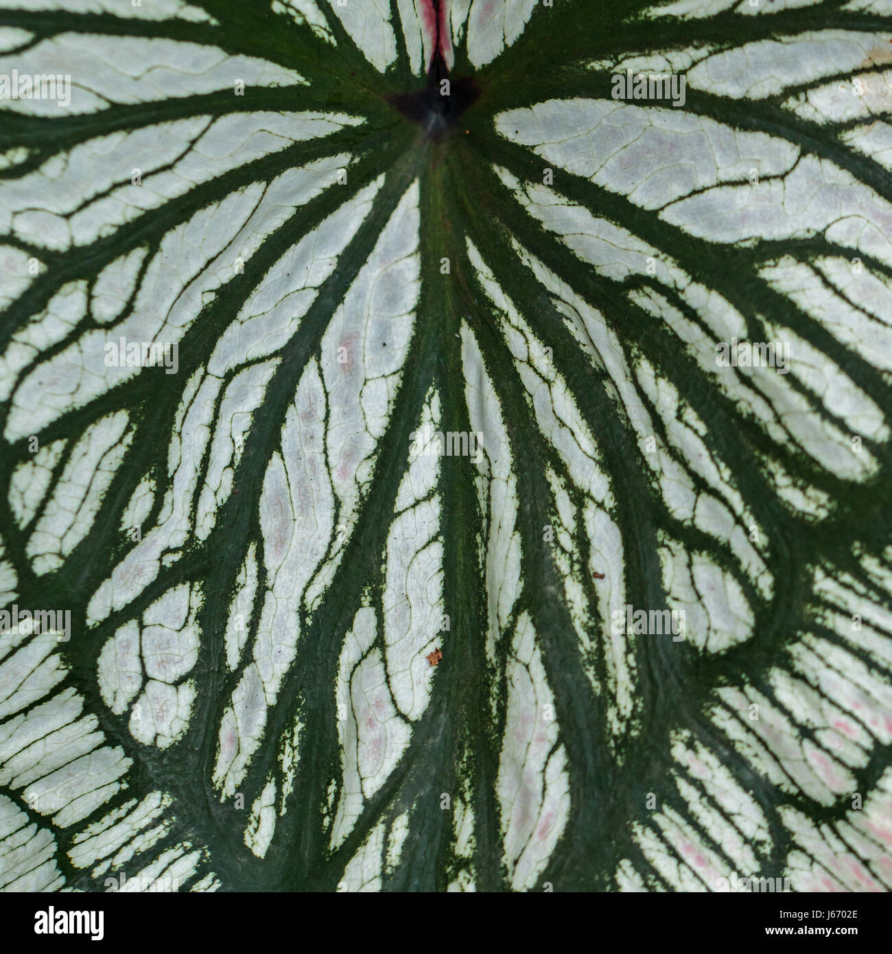 Colourful flowers in Gardens by the Bay, Singapore Stock Photo - Alamy