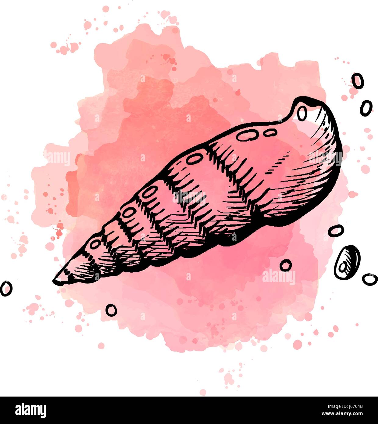 Long and tiny shell on pink background Stock Vector Image & Art - Alamy