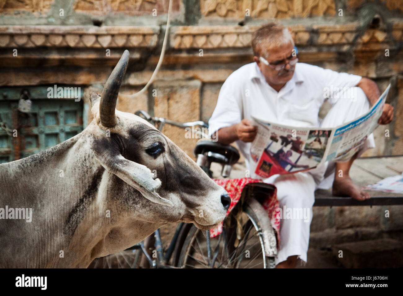 Indian holy cow stands patiently beside man reading newspaper on the ...