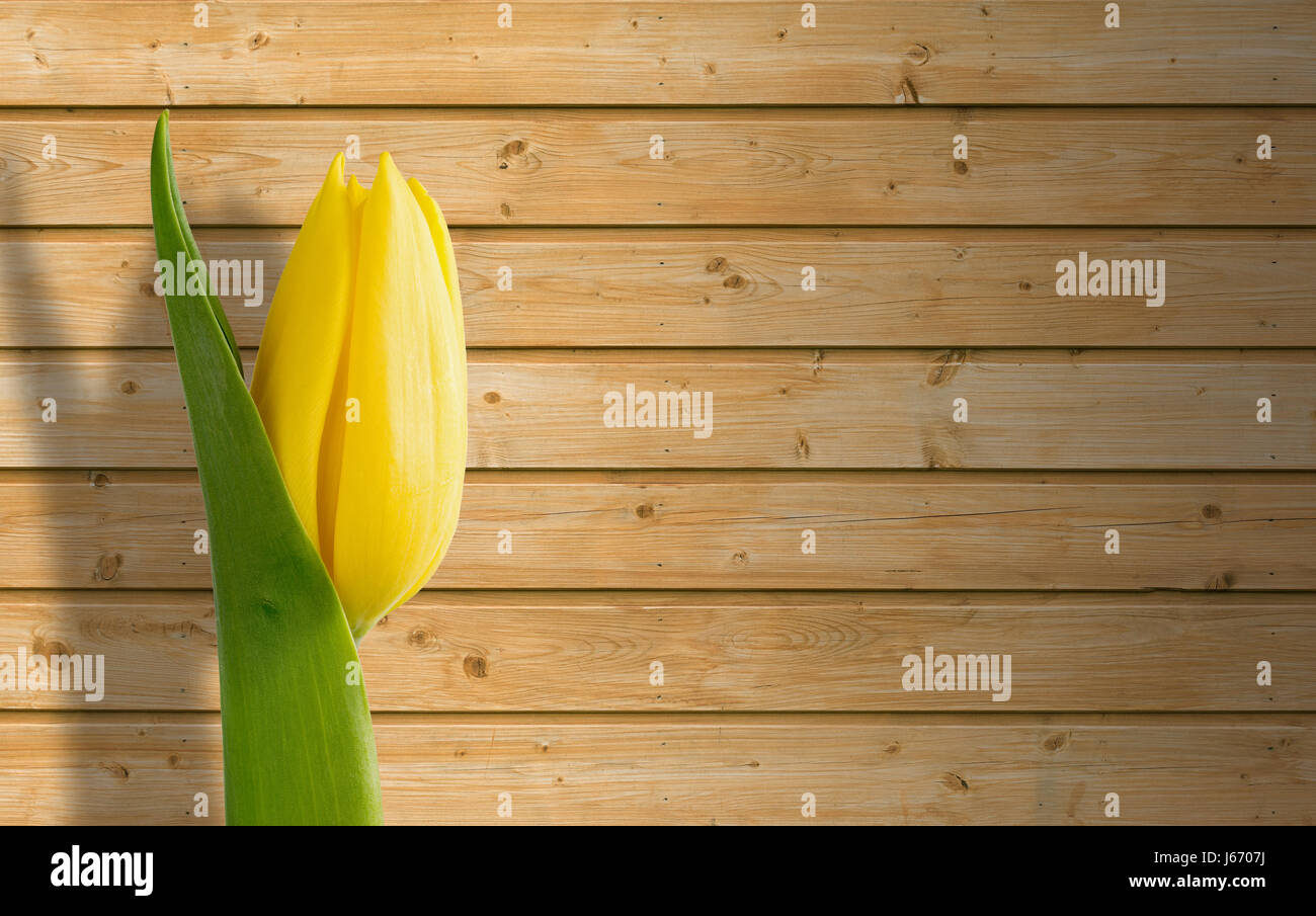 Board flora hi-res stock photography and images - Alamy