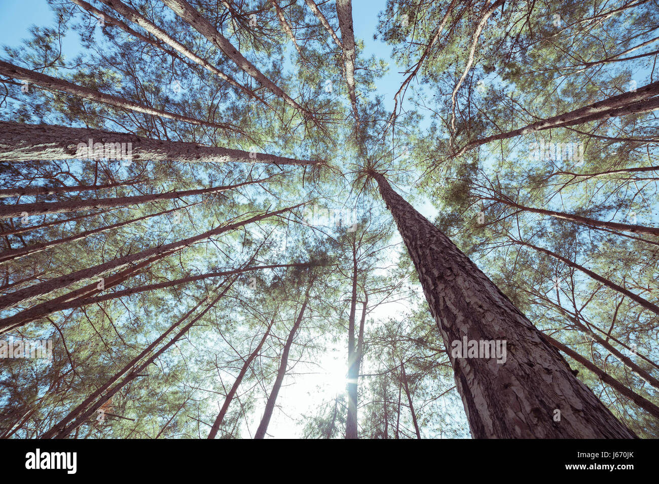 Pine forest trees in summer with rays of the sun Stock Photo - Alamy